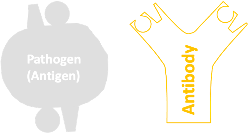 Immunotherapy How Antibodies Can Be Used To Treat Diseases Lesson Plan
