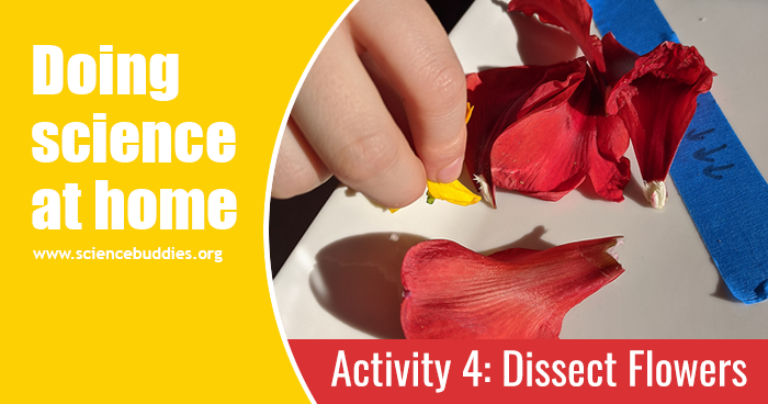Observing Nature: Doing Fun Science at Home during School Closures ...