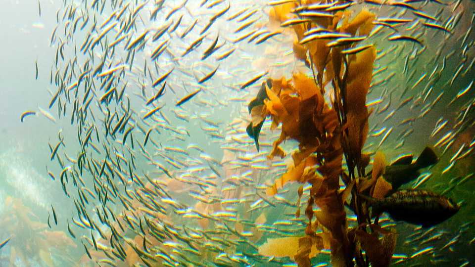 How Stable is Your Food Web? | Lesson Plan