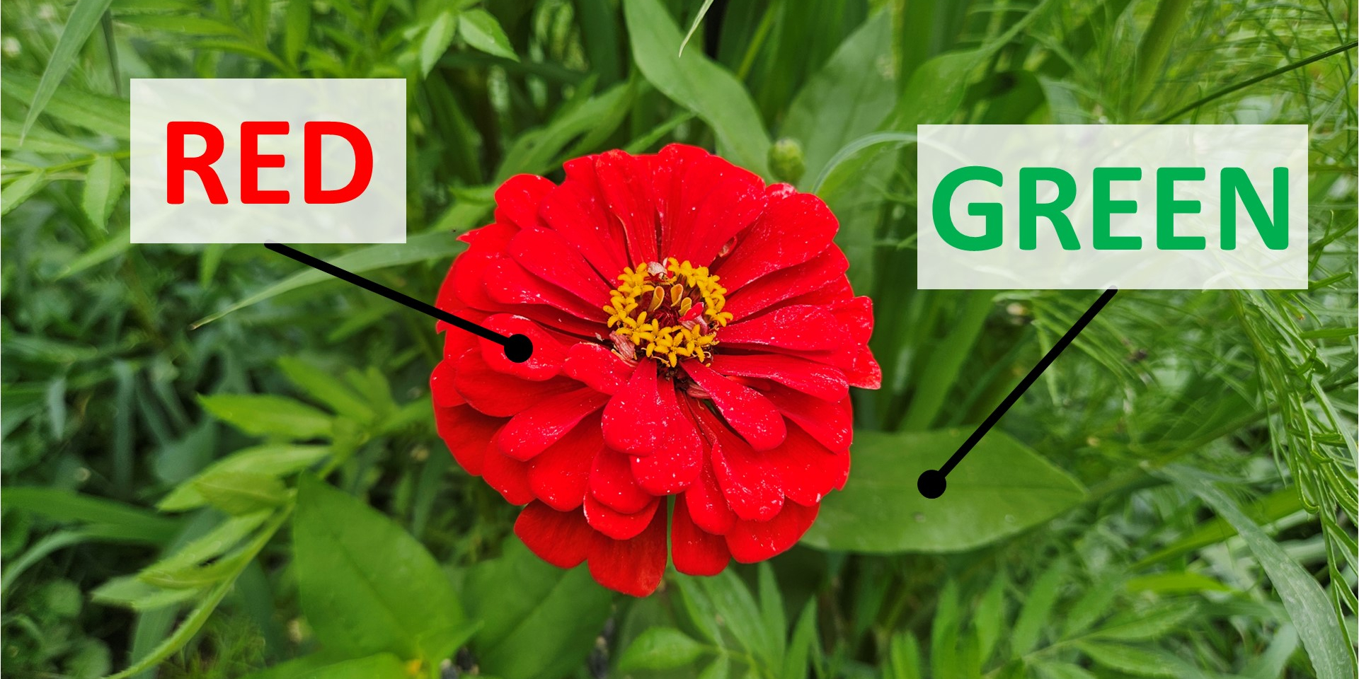 Make a Color Detector App with MIT App Inventor | Science Project
