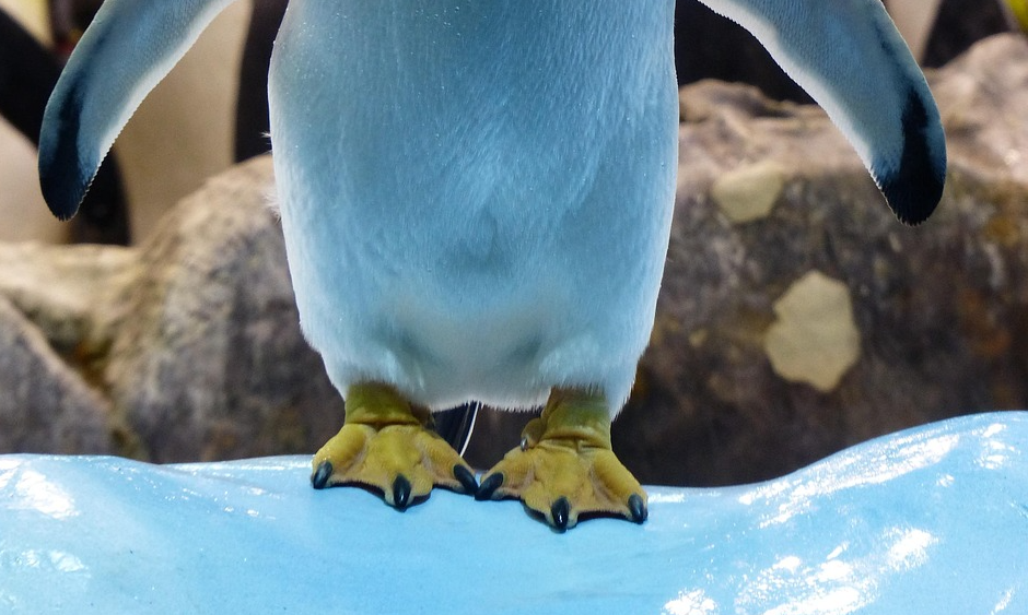 Should We Walk Like Penguins? How Age Affects Your Stride | Science Project