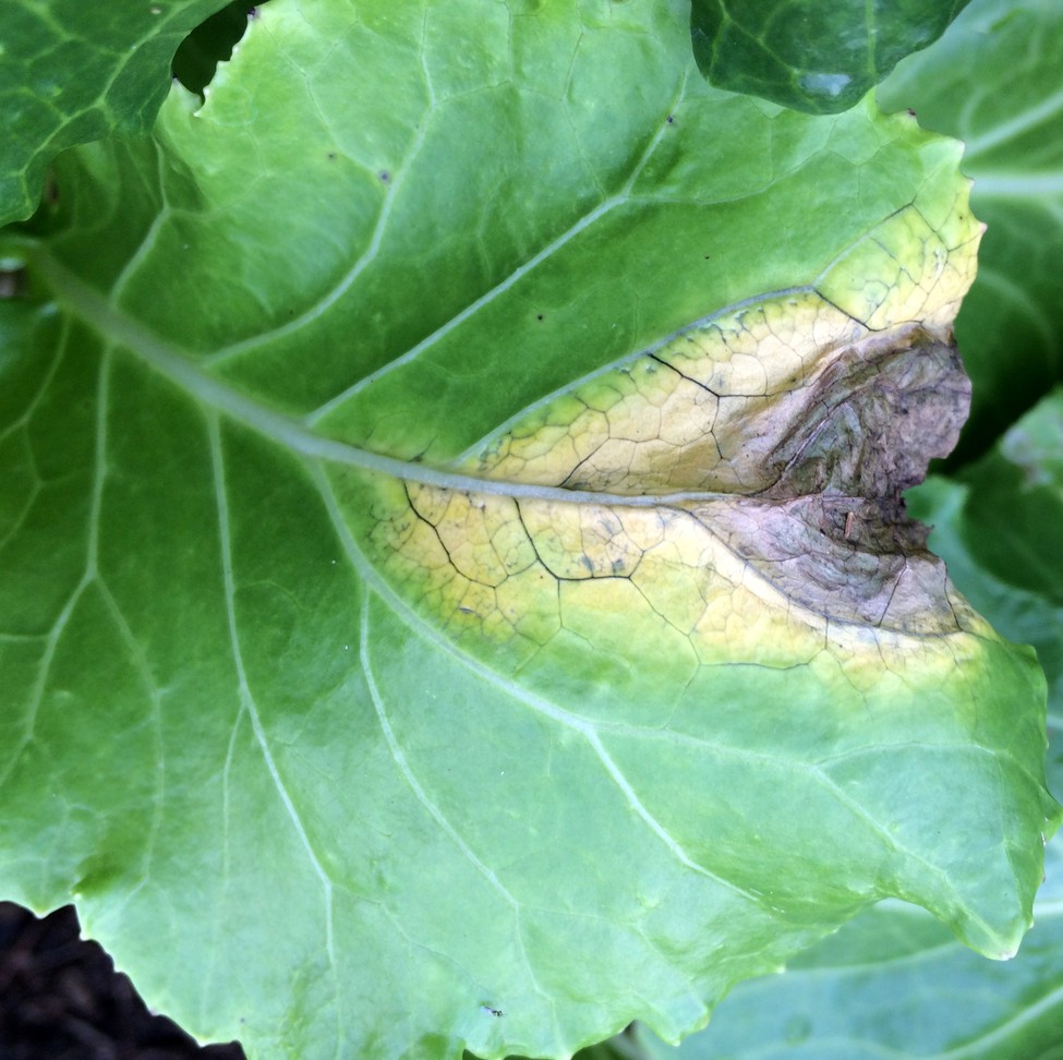 Detect Discolored Leaves With An Arduino Color Sensor Science Project