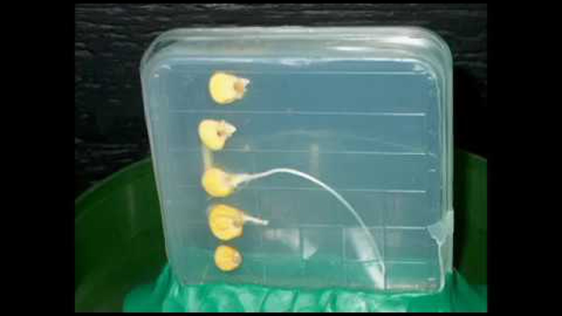 Bending Plant Roots With Gravity Lesson Plan